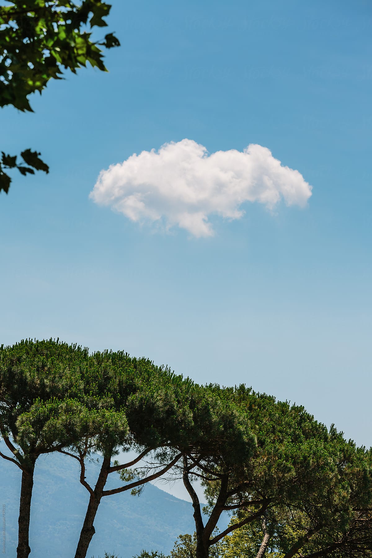 "Small Cloud Over Pine Trees" by Stocksy Contributor "Simon Desrochers ...