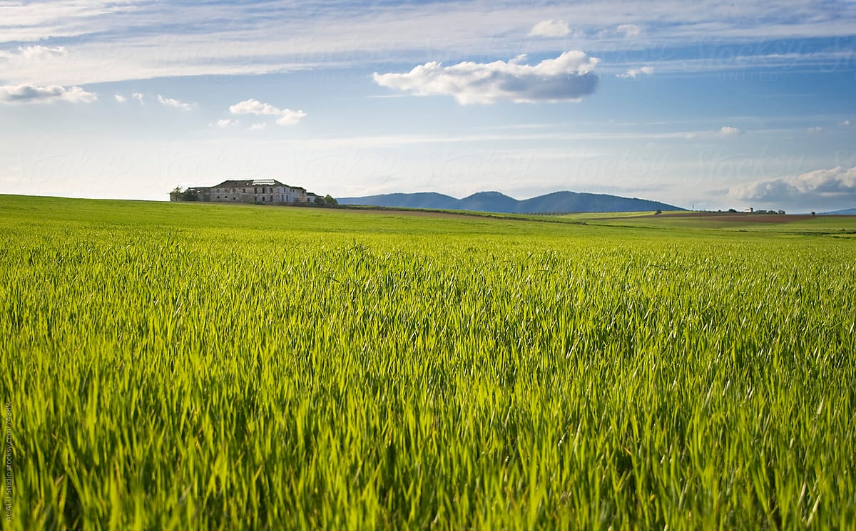 "Wheat Meadow With An Abandoned House" by Stocksy Contributor "ACALU ...