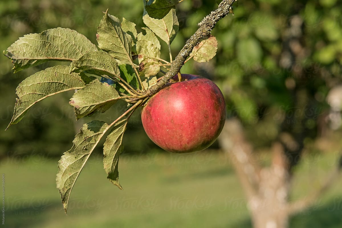 "Red Apple On A Tree" by Stocksy Contributor "Melanie Kintz" - Stocksy