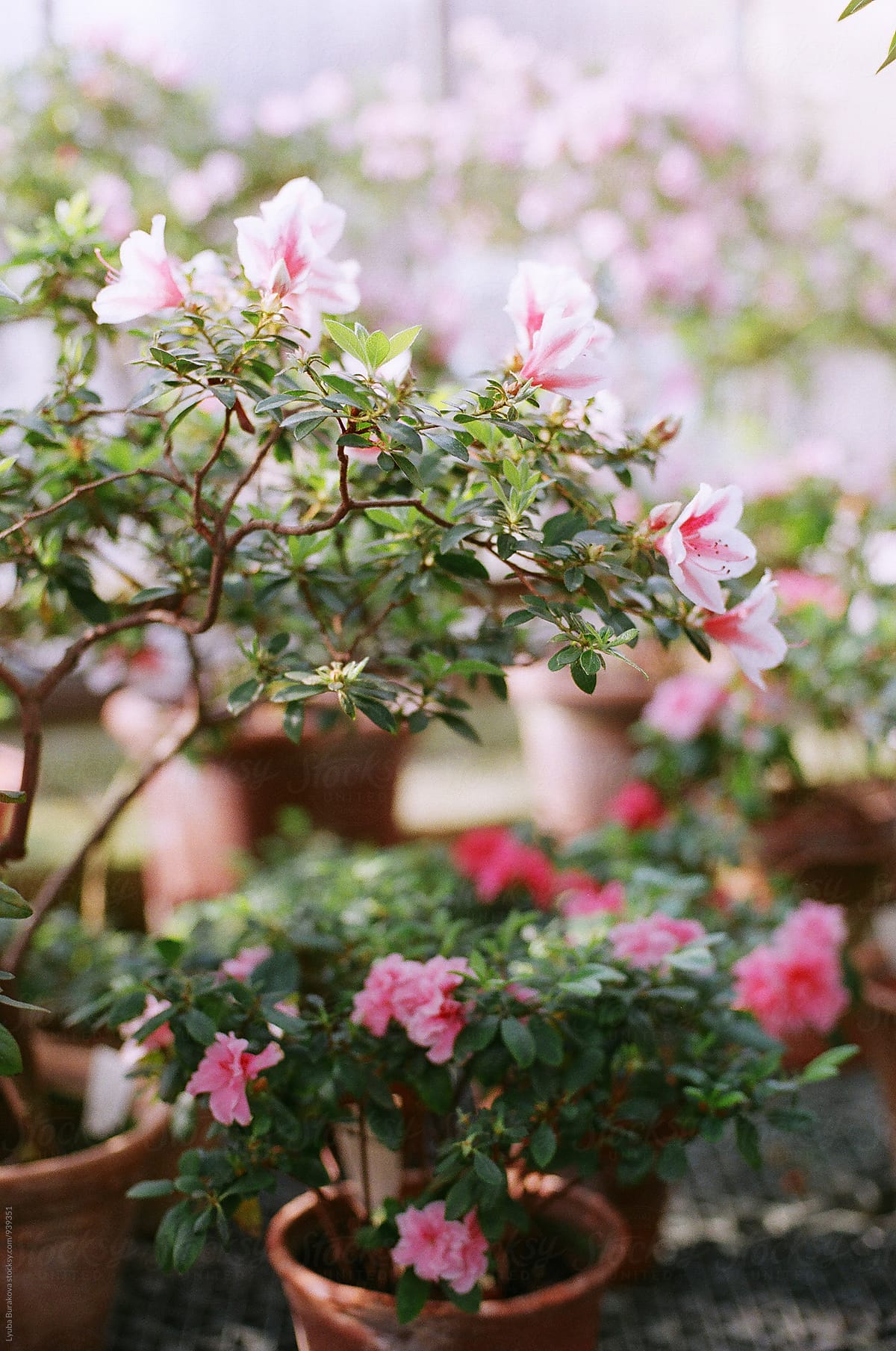 "Azalea In A Pot" by Stocksy Contributor "Amor Burakova" - Stocksy