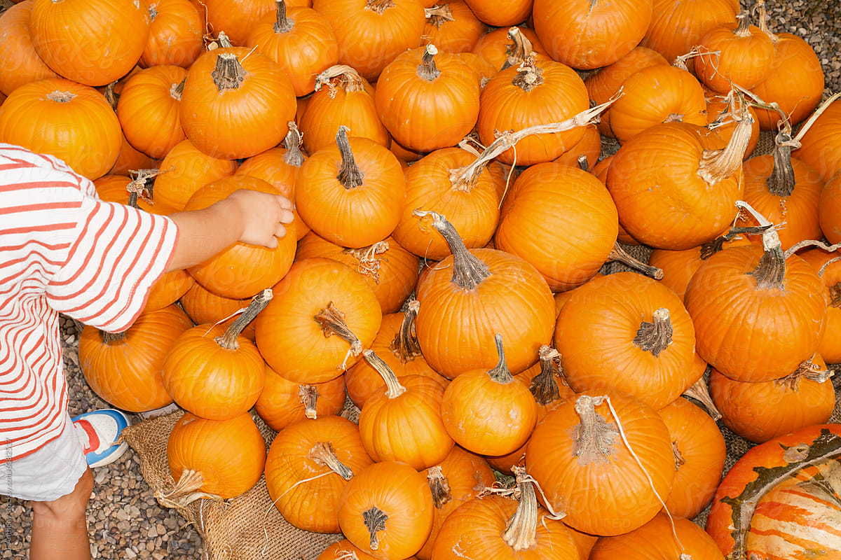 "Child Reaching For Pumpkin" by Stocksy Contributor "J. Anthony" - Stocksy