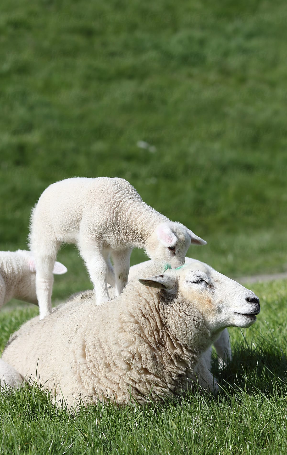 "Playing Young Lambs" by Stocksy Contributor "Marcel" - Stocksy