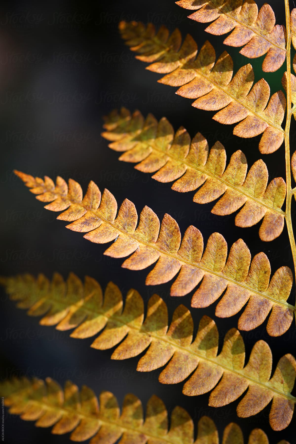 "A Fern Changing Color In An Autumn Forest" by Stocksy Contributor ...