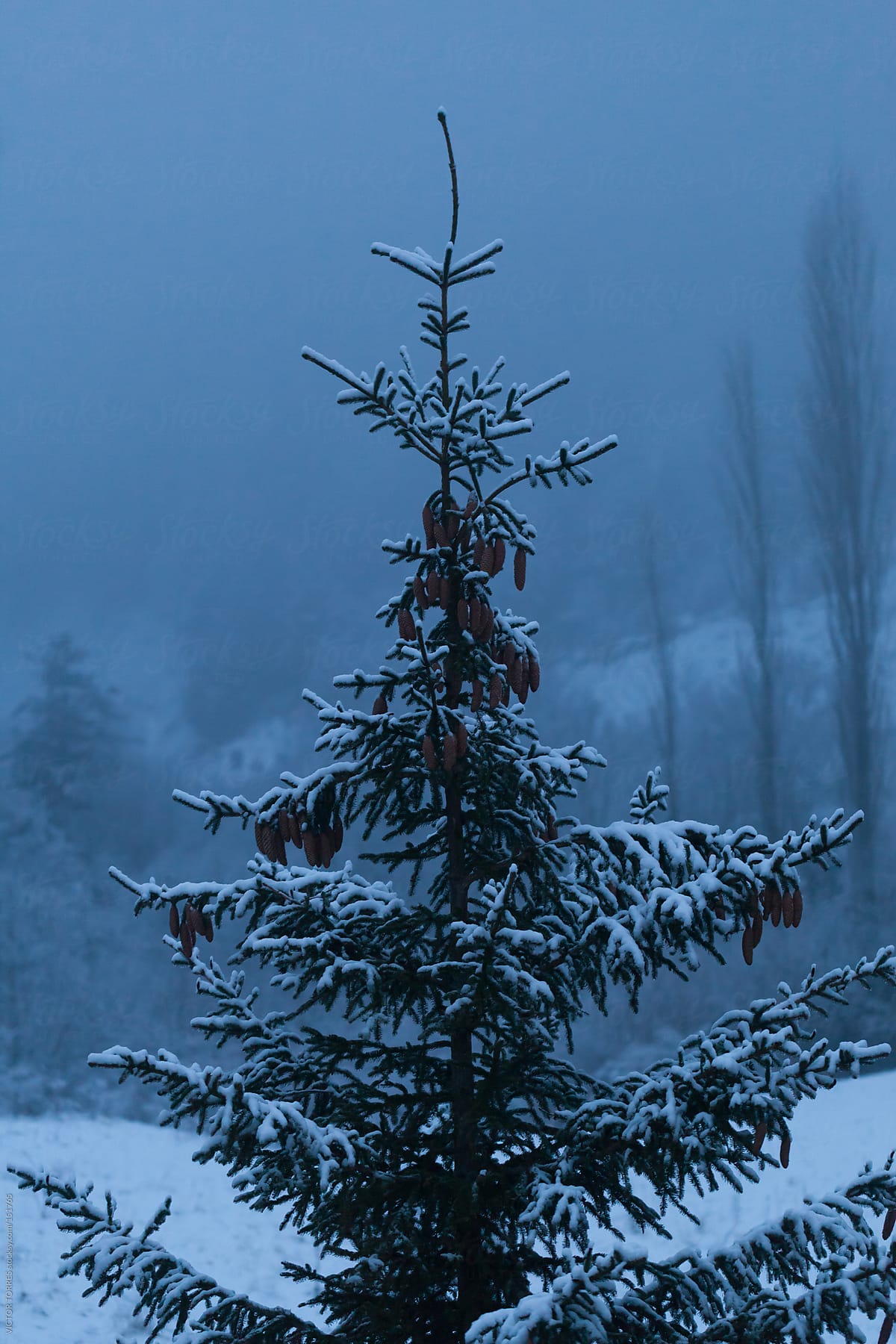 "Snowy Scene At Night Light" by Stocksy Contributor "VICTOR TORRES ...