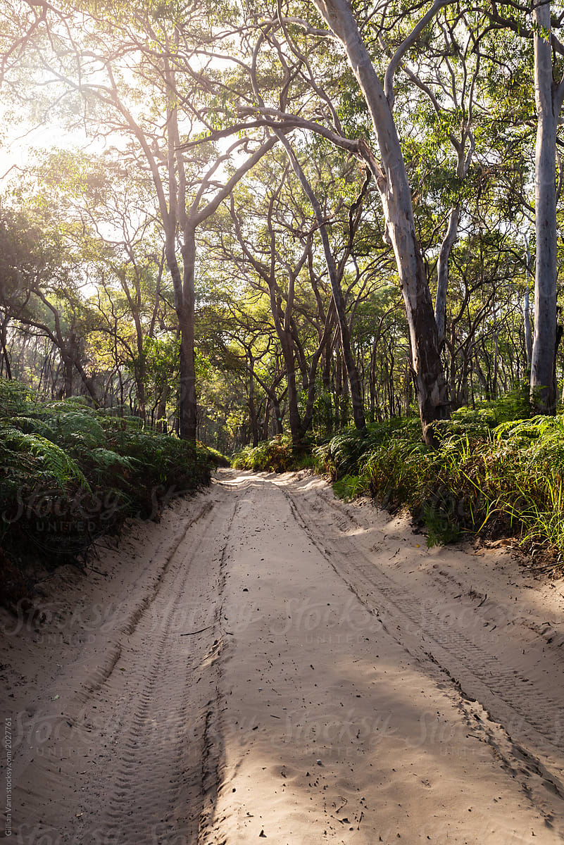 "Inland Rainforest Scenes On Fraser Island" by Stocksy Contributor ...