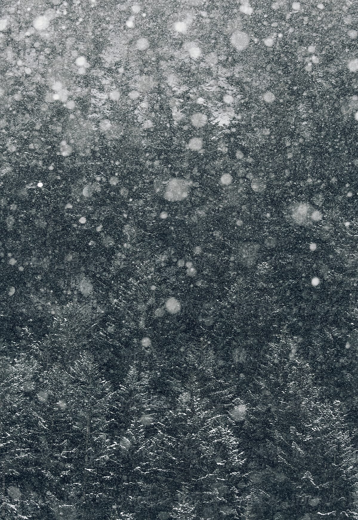 "Close Up Detail During Snowfall On A Pine Forest" by Stocksy ...