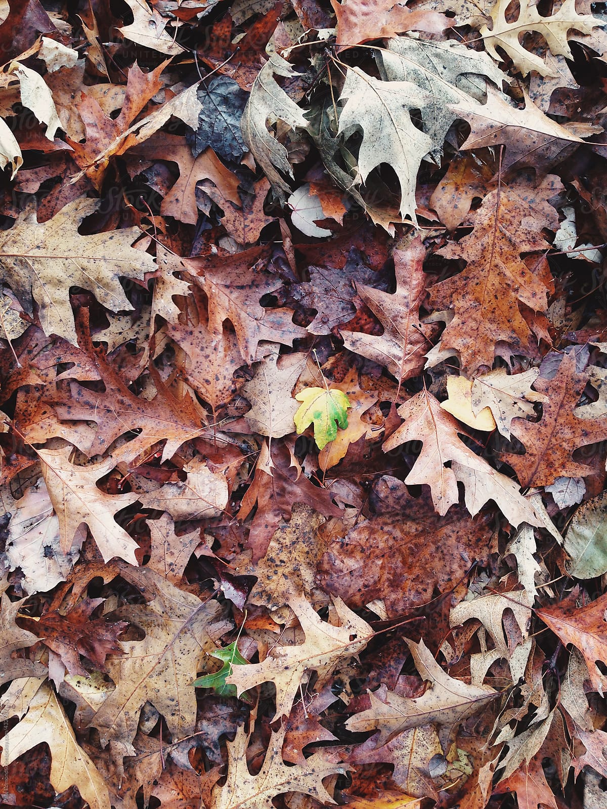 "Pile Of Maple Leaves In Autumn, Small Yellow Leaf In Middle" by ...