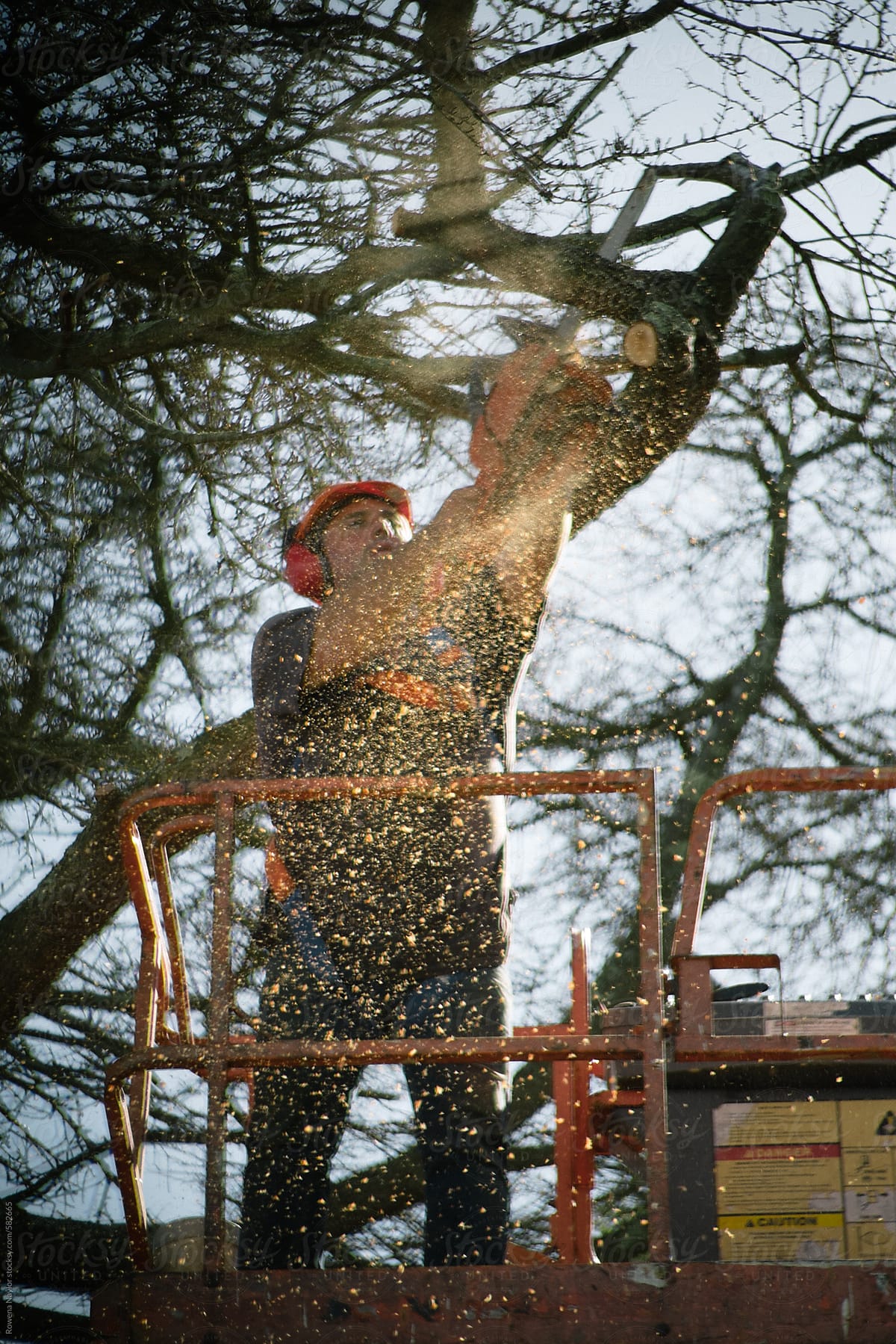 "Arborist Felling A Huge Tree" by Stocksy Contributor "Rowena Naylor ...