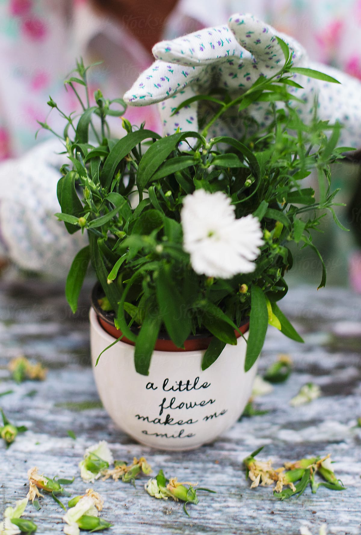 "Woman Wearing Gardening Gloves And Cutting Out Passed Flowers From ...