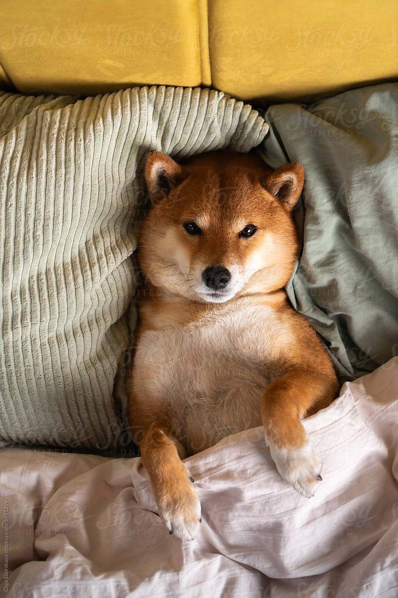 "Lazy Dog Relax In Bed" by Stocksy Contributor "Olga Sibirskaya" - Stocksy