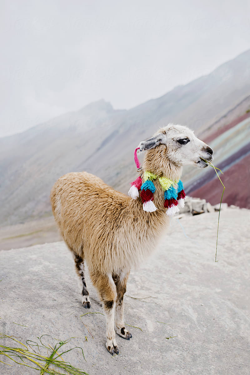 "Lama Chewing Grass" by Stocksy Contributor "Julia Volk" - Stocksy