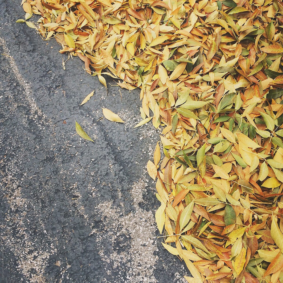 "Yellow Ash Leaves On Asphalt" by Stocksy Contributor "Leigh Love ...