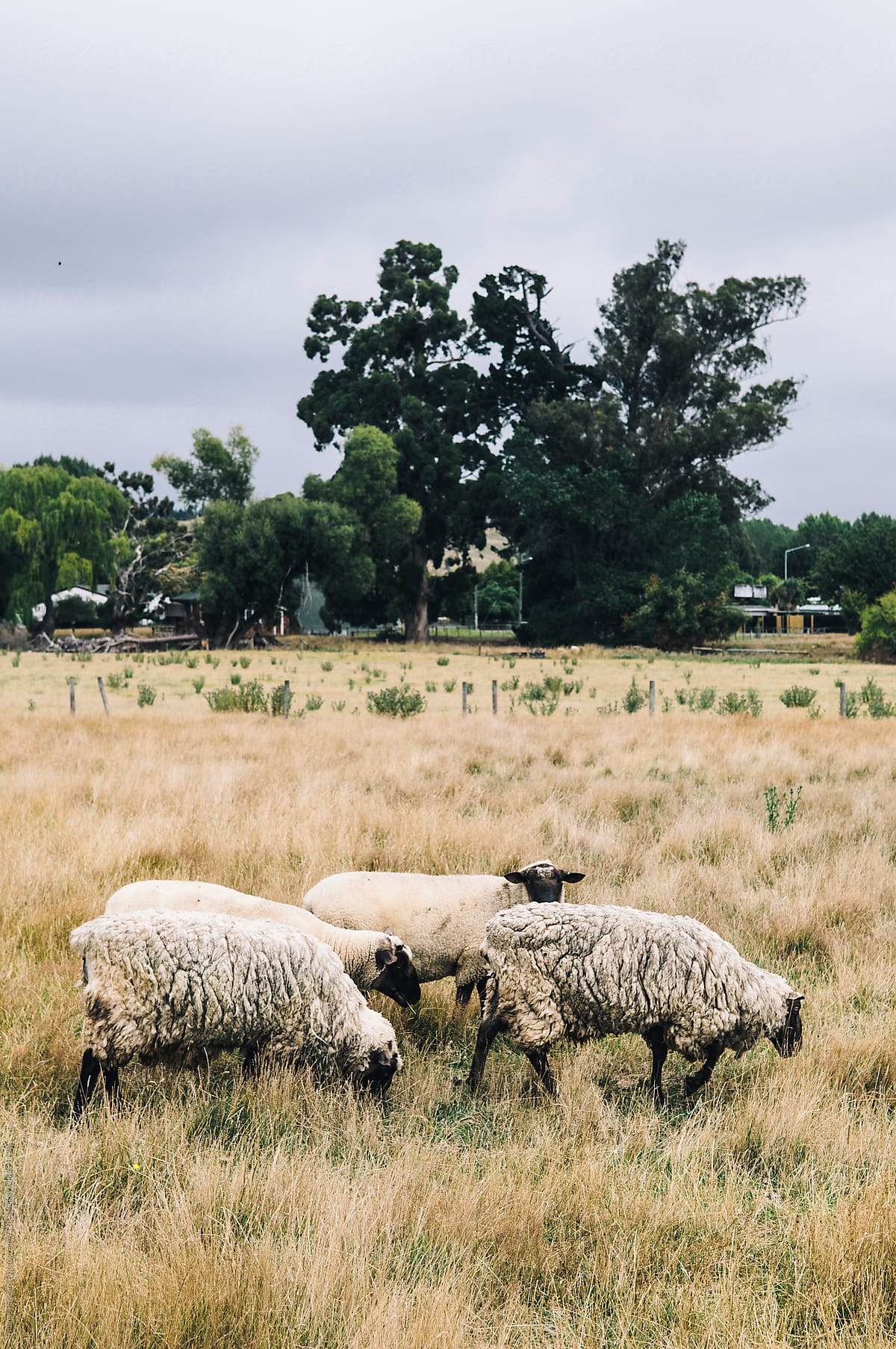 "Sheep, Cheviot, New Zealand." by Stocksy Contributor "Thomas Pickard ...