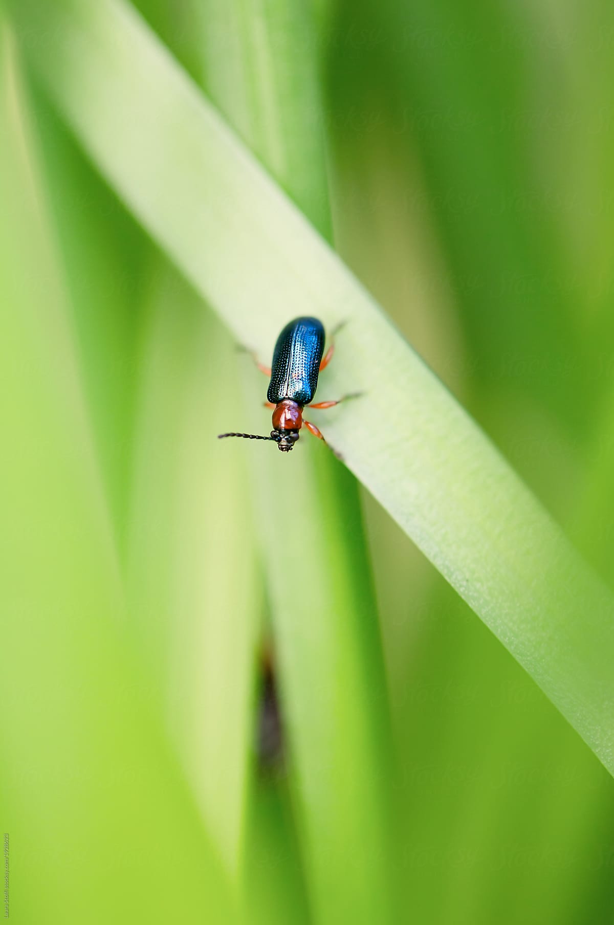 "Cereal Leaf Beetle Perching On Fresh Newborn Green Leaves" by Stocksy ...