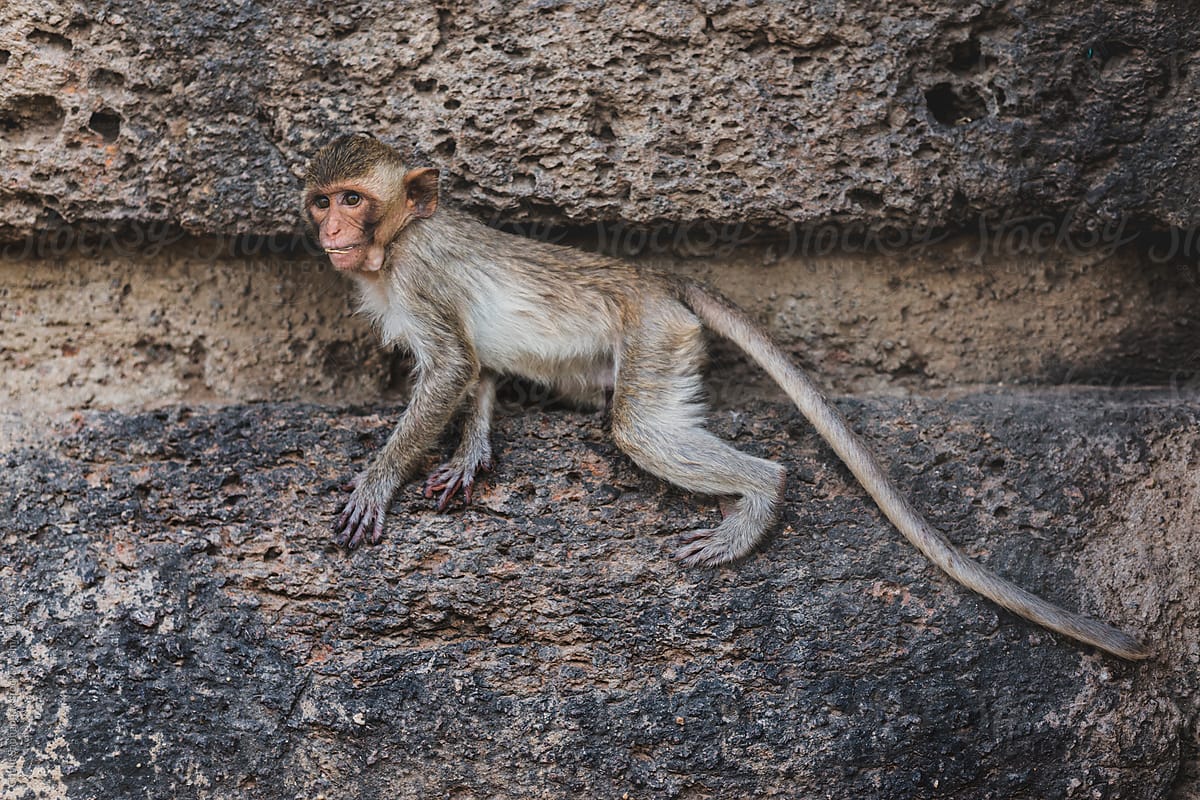 "Monkey In The Old Temple" by Stocksy Contributor "Chalit Saphaphak ...
