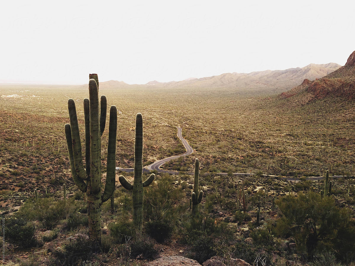 "Desert Valley Road With Cactus" by Stocksy Contributor "Kevin Russ ...