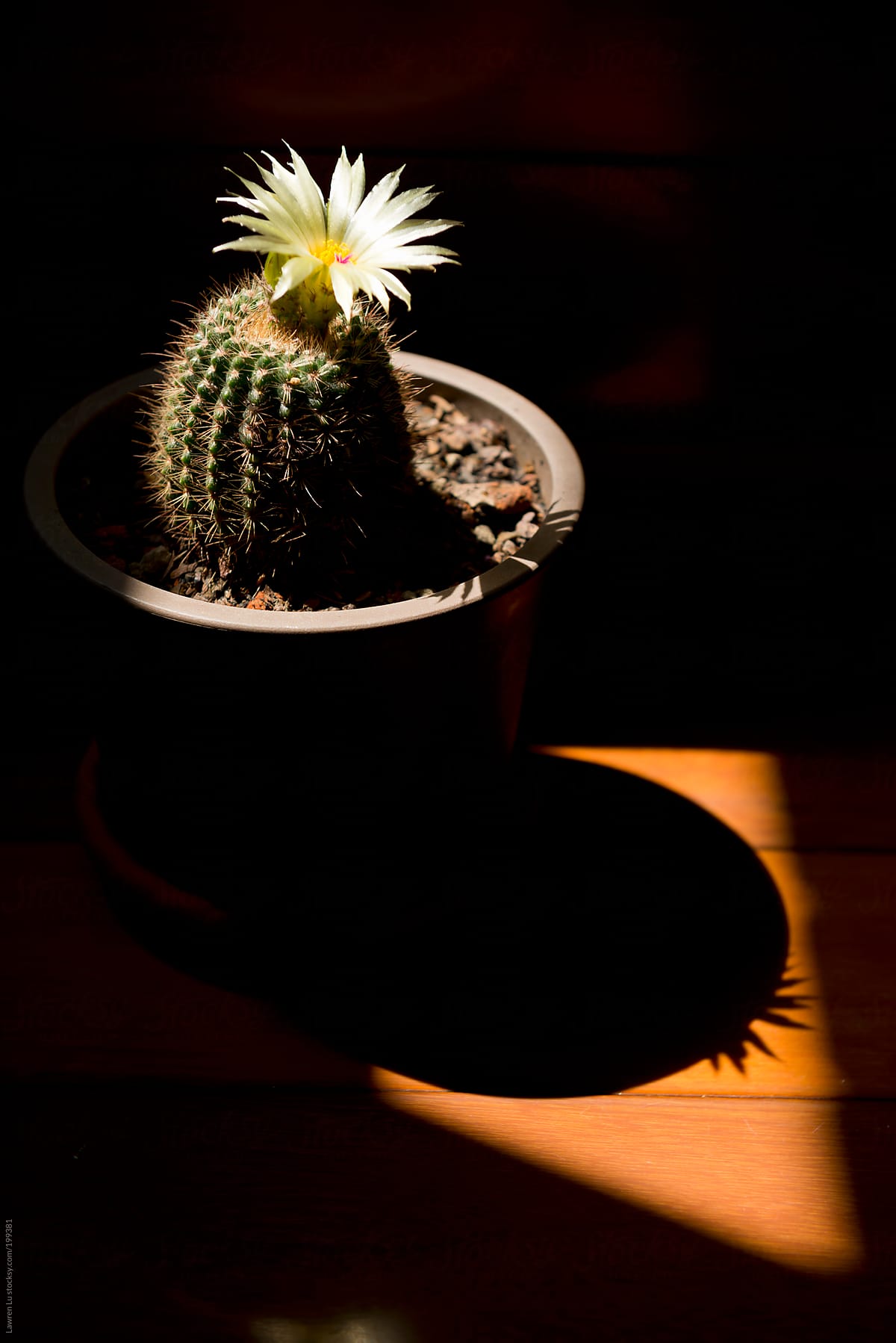 "Beautiful Potted Cactus In Light And Shadow" by Stocksy Contributor ...