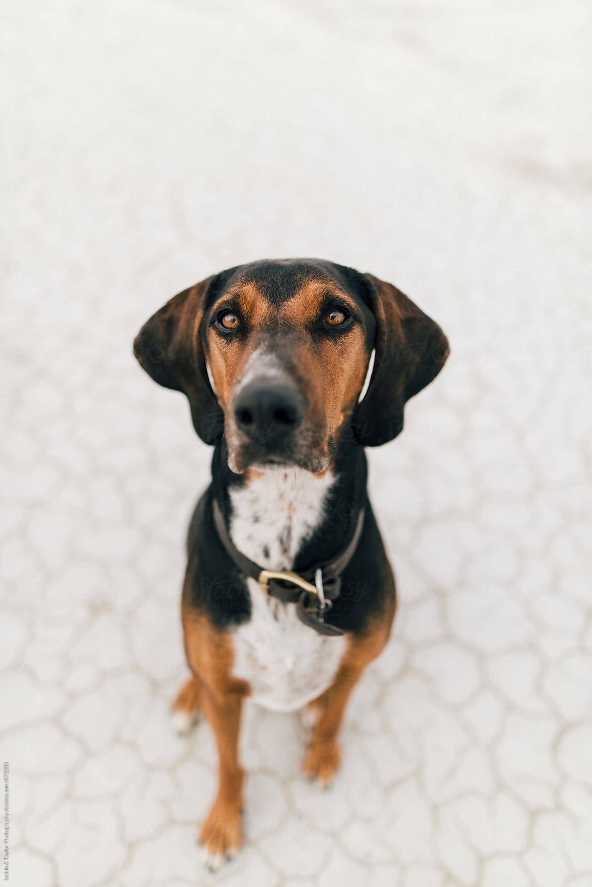 "Obedient Dog Sitting" by Stocksy Contributor "Itla" - Stocksy