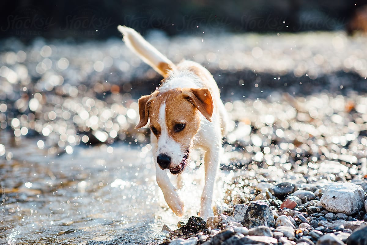 "Dog Running Through The Water" by Stocksy Contributor "Boris Jovanovic ...