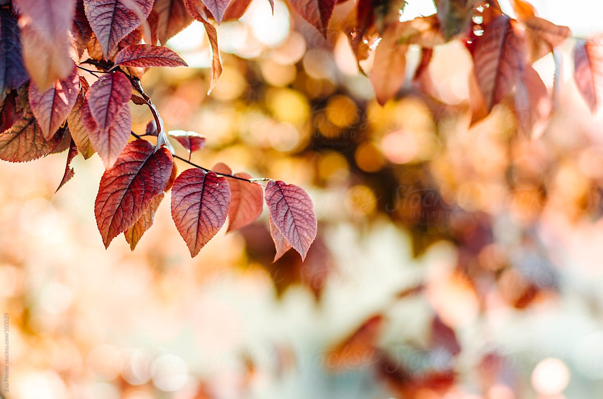 "Red Fall Leaves" by Stocksy Contributor "Eva Plevier" - Stocksy