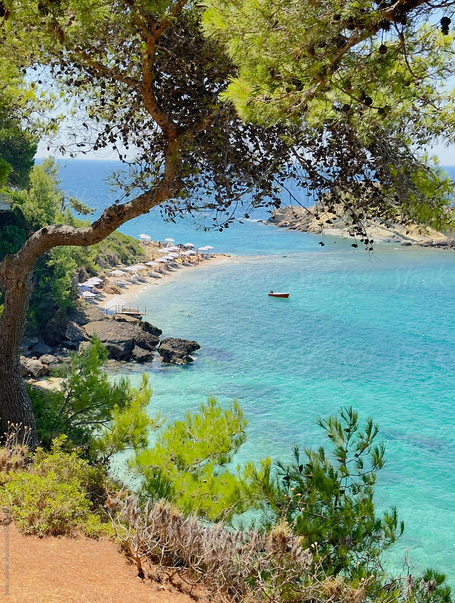 Landscape With Trees Greenery Water Ocean Pictures