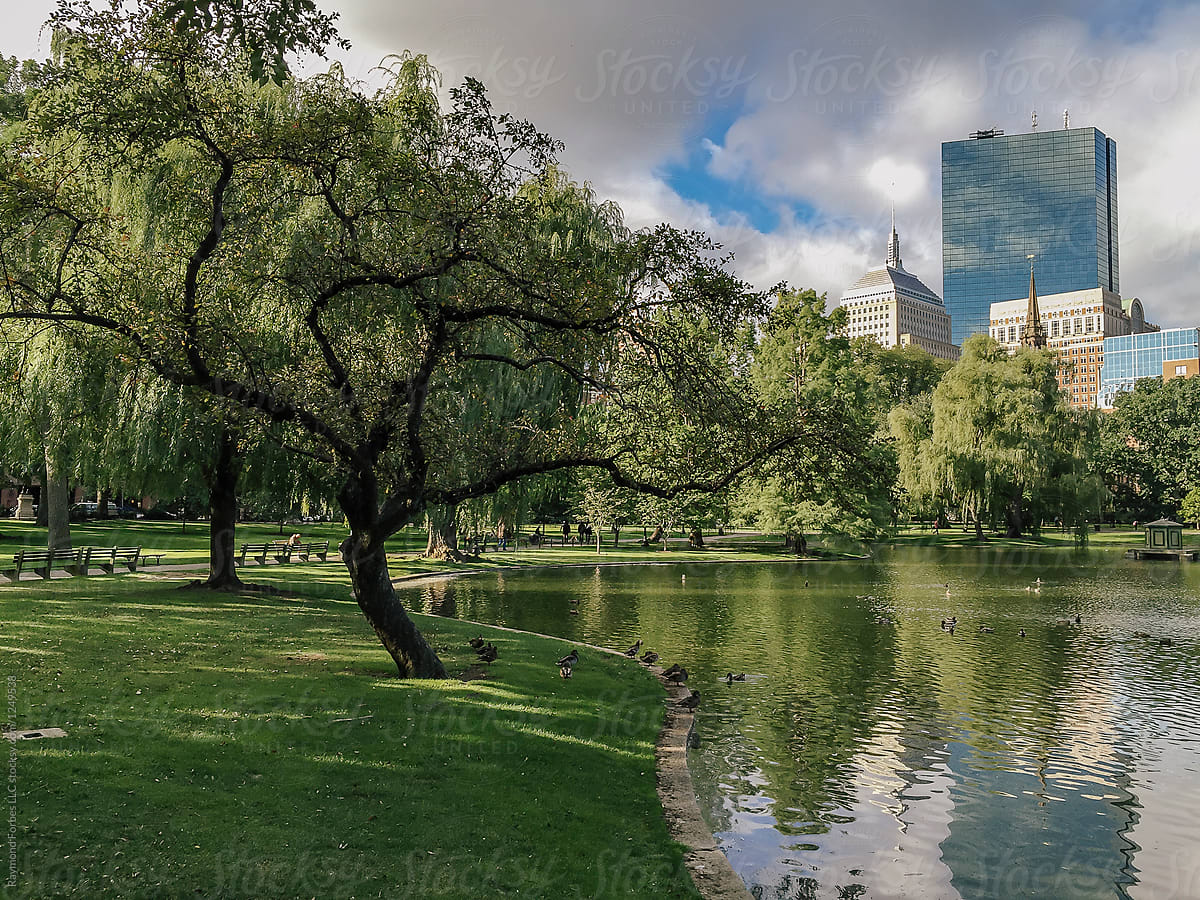 "Boston Public Pond Garden In Early Autumn Season" by Stocksy ...