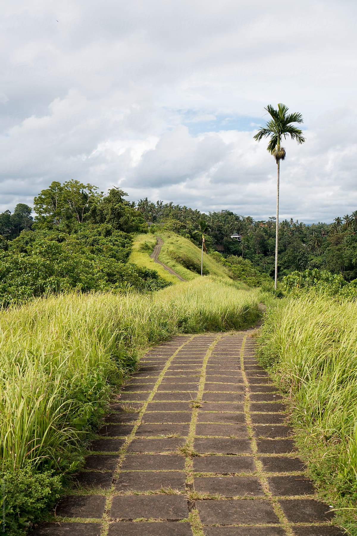 "Empty Tropical Walking Trail" by Stocksy Contributor "Jovo Jovanovic ...