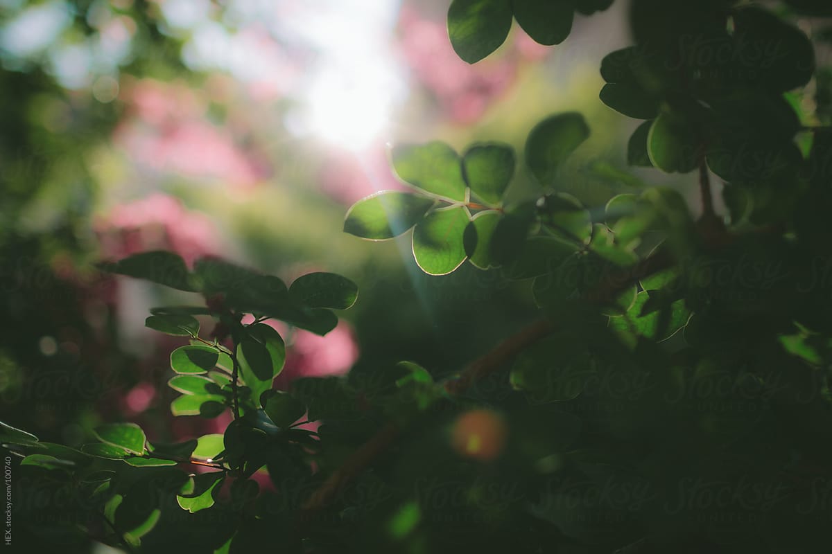 "Spring Green Leaf With Sunlight" by Stocksy Contributor "Mattia" - Stocksy