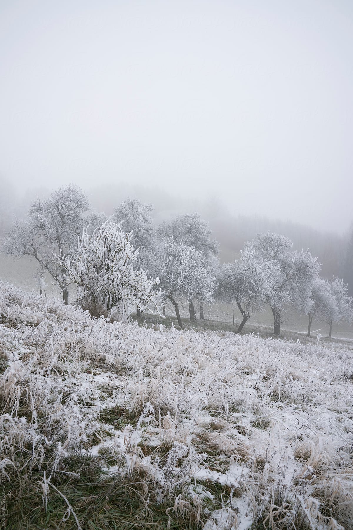 "Frozen Foggy Winter Landscape" by Stocksy Contributor "Robert ...