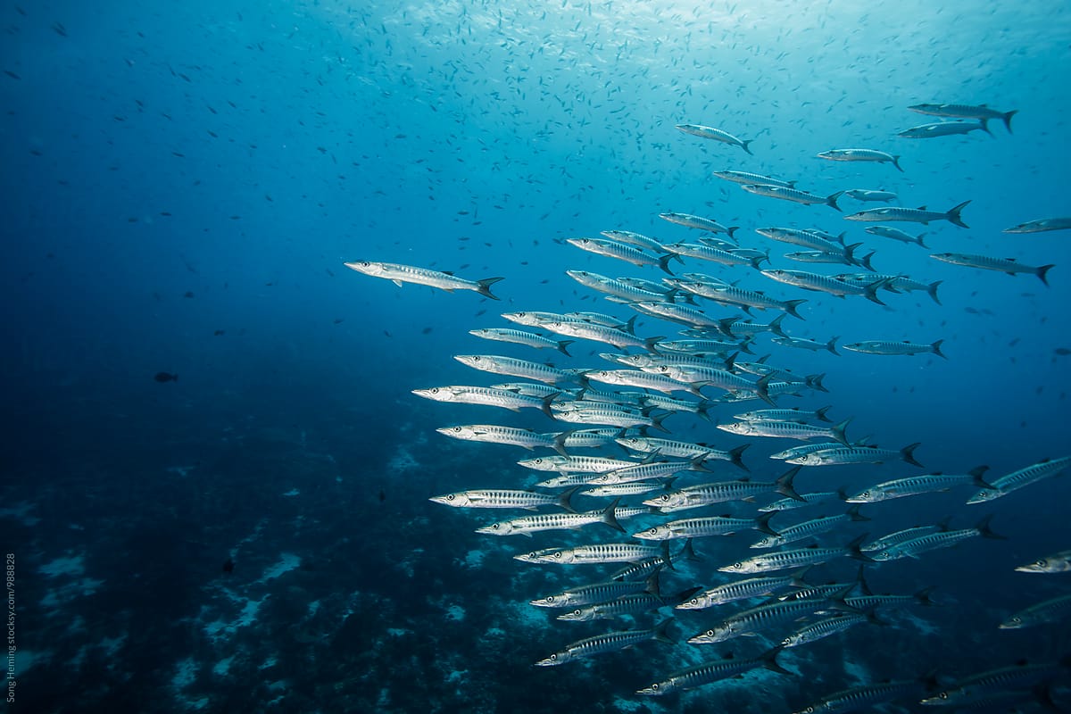 "Diving With School Of Barracuda" by Stocksy Contributor "Song Heming ...