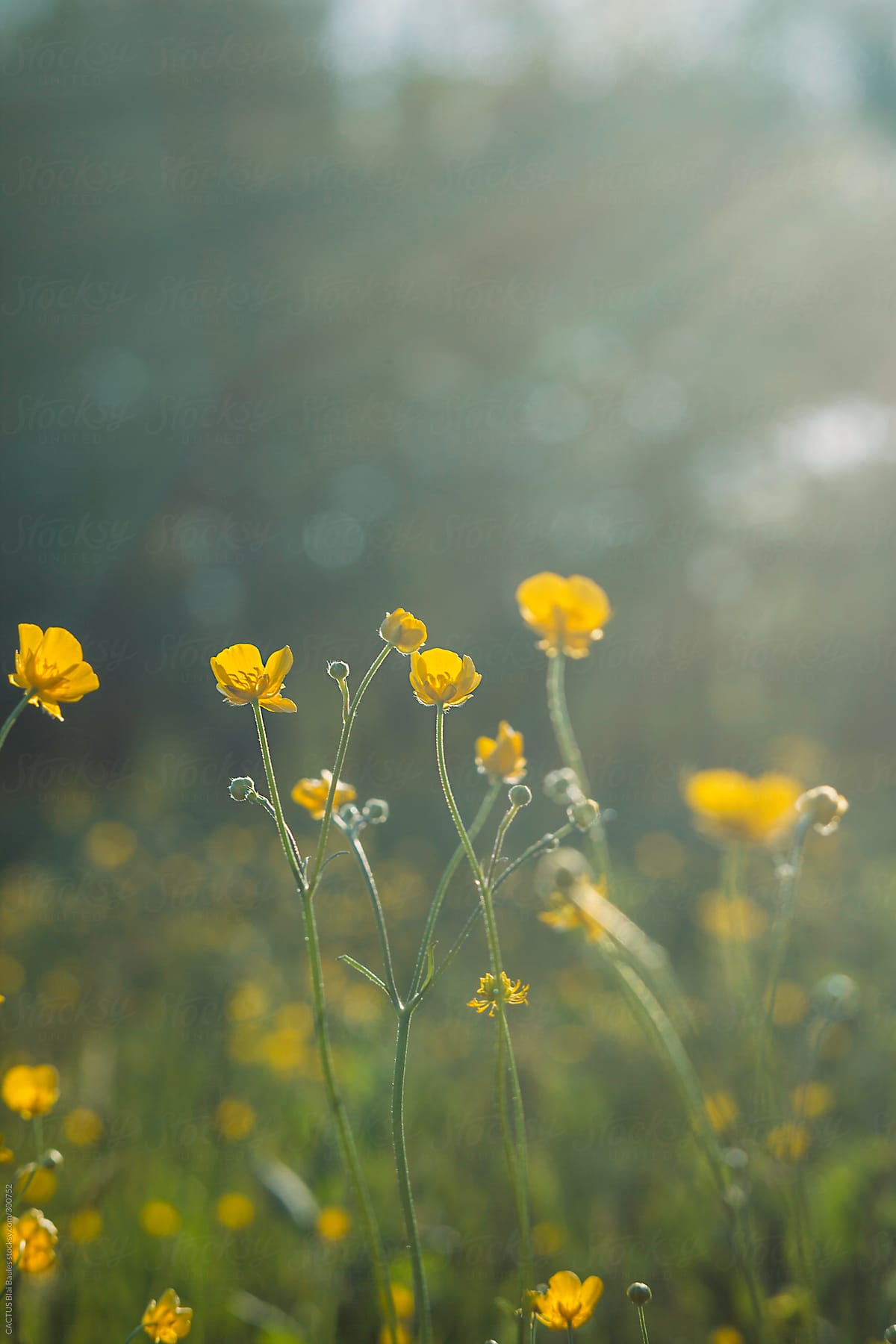 "Buttercups In The Field" by Stocksy Contributor "CACTUS Creative ...