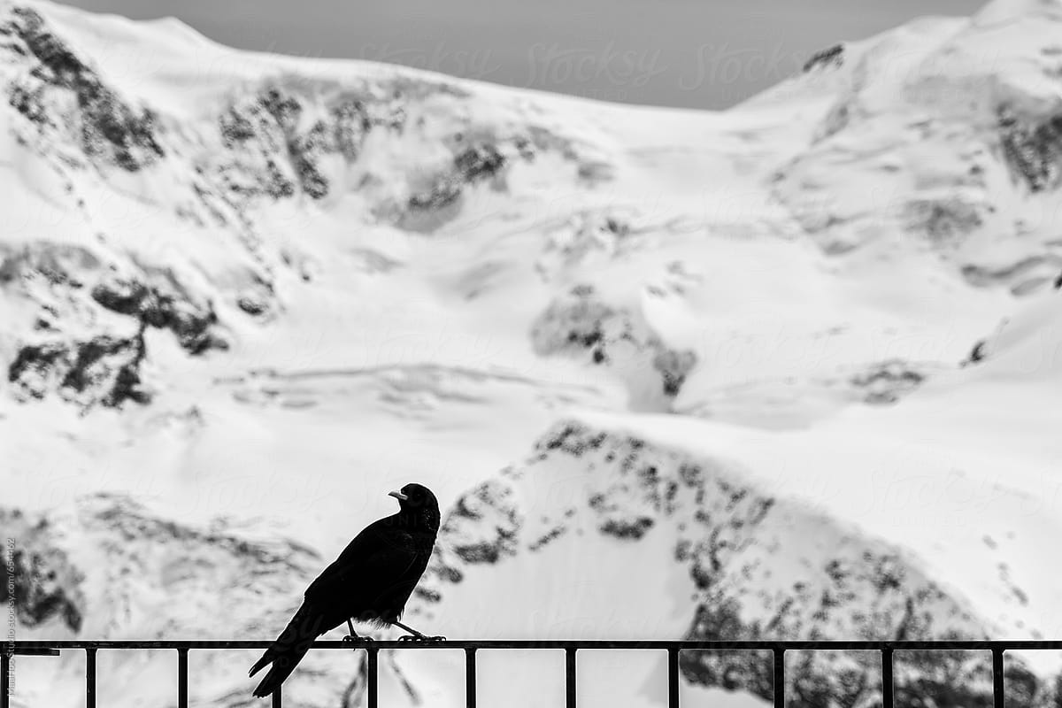 "Bird And Snow Mountain" by Stocksy Contributor "MaaHoo" - Stocksy