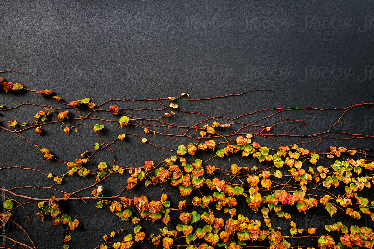 Black wall half covered by a deciduous vine in autumn - Stock Image ...