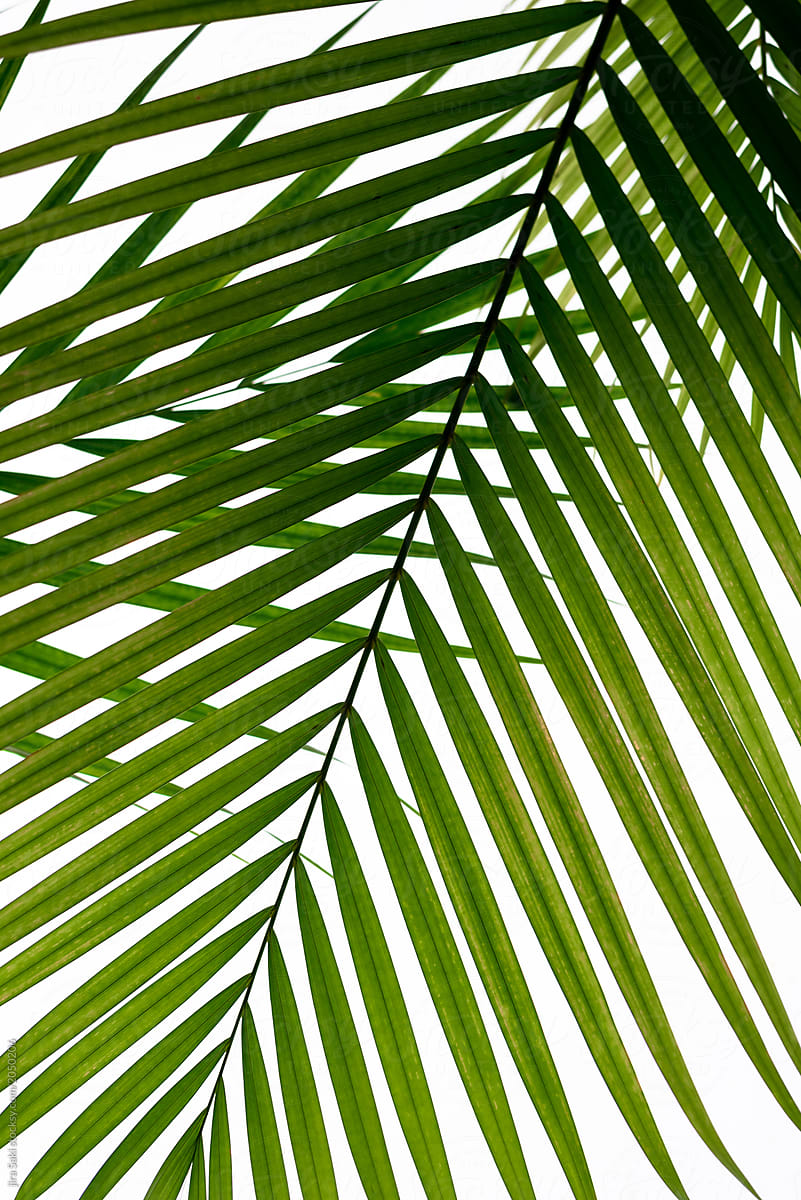 green coconut leaf on white background - Stock Image - Everypixel