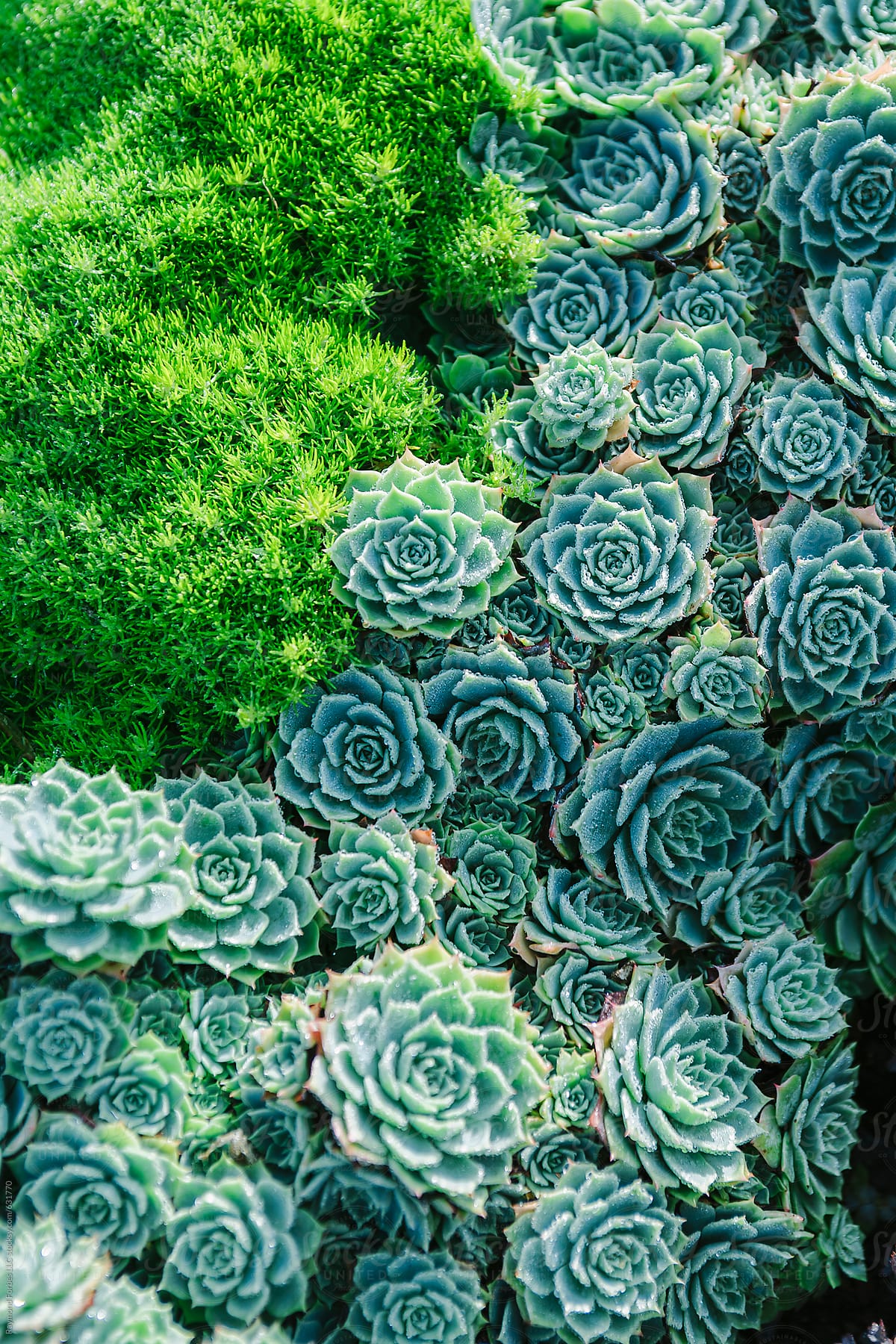 "Native Succulent Plant Auckland, New Zealand" by Stocksy Contributor ...