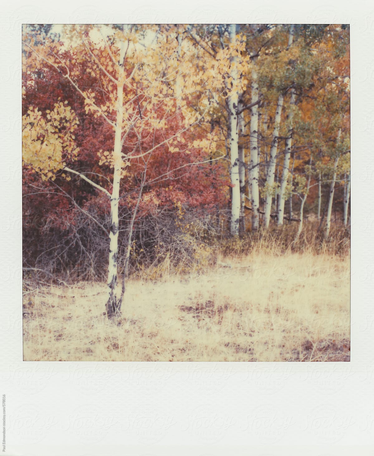 "Forest In Autumn (Polaroid SX-70 Print)" by Stocksy Contributor ...