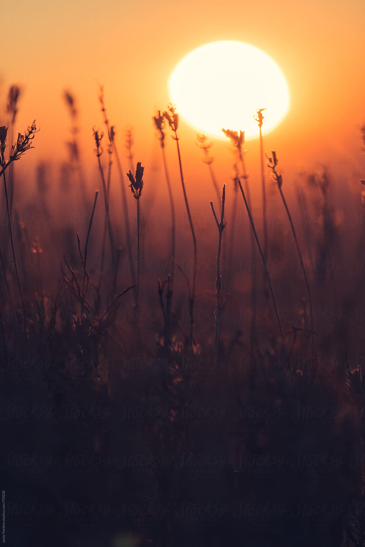 "Plants At Sunset" by Stocksy Contributor "Javier Pardina" - Stocksy
