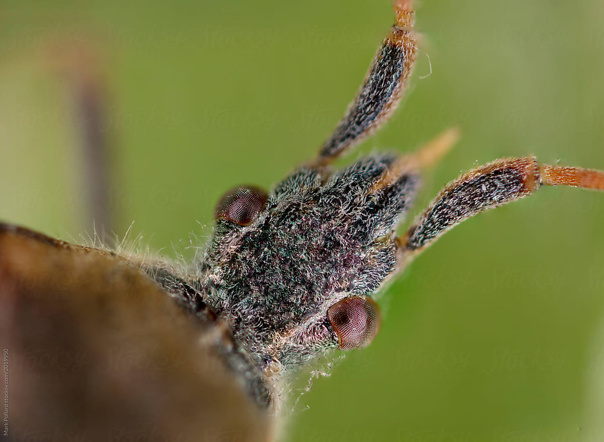 "Extreme Macro Of Beetle Head" by Stocksy Contributor "Mark Pollard ...