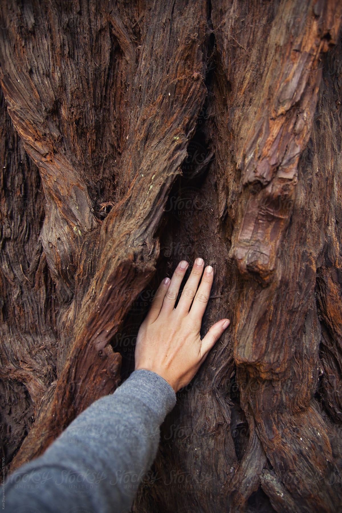 "Female Hand On A Giant Redwood Tree" by Stocksy Contributor "Kate Ames ...