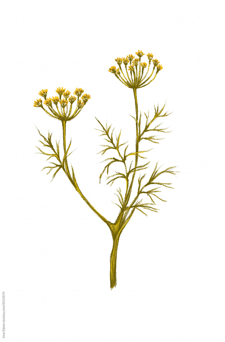 Fennel Plant Drawing