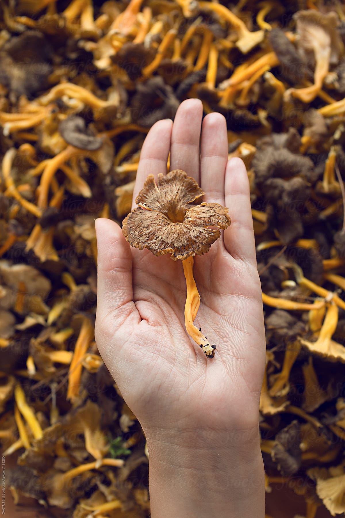 "Mushroom Recipe" by Stocksy Contributor "CACTUS Creative Studio" - Stocksy