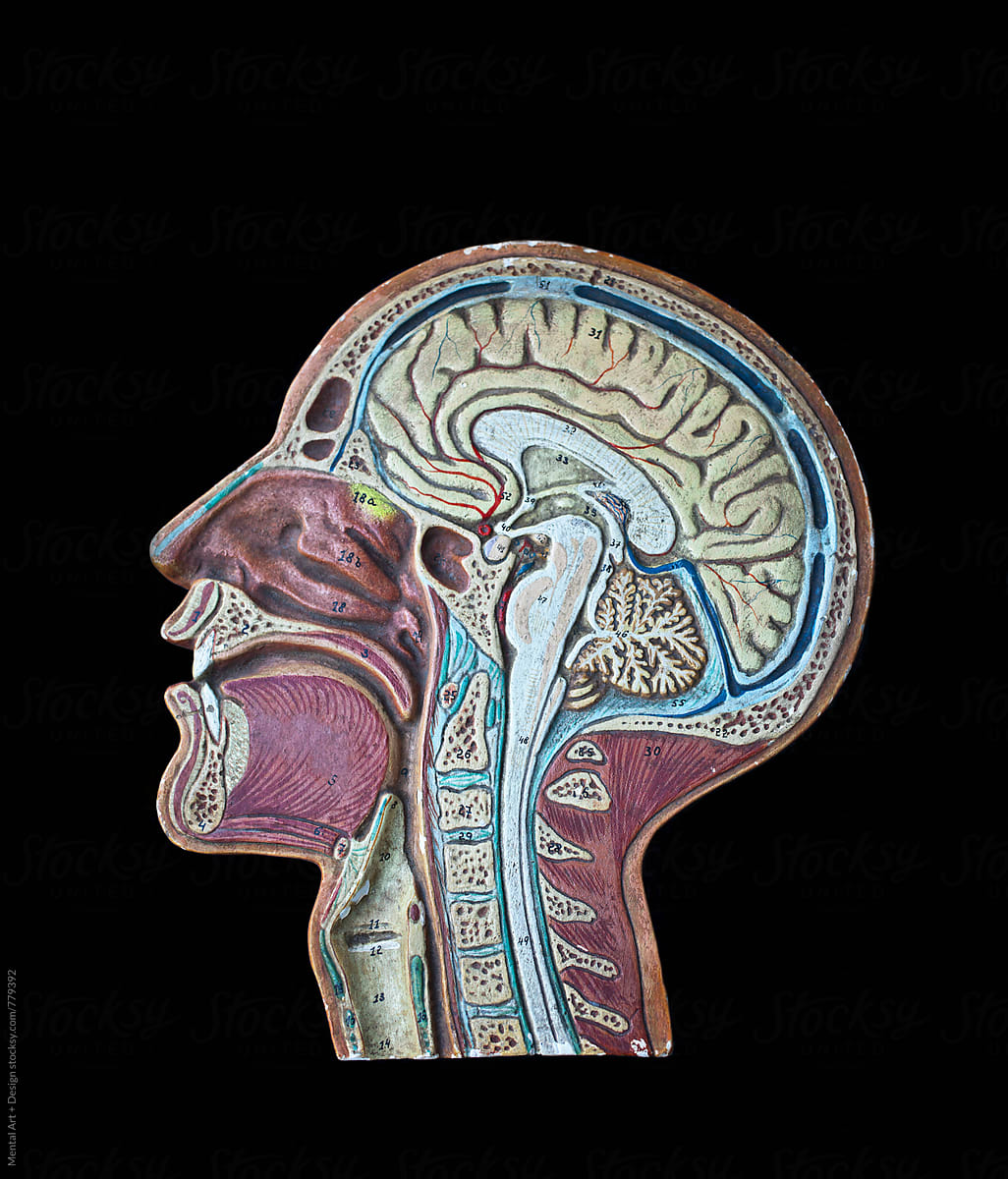 Human Head Anatomy By Stocksy Contributor Mental Art Design Stocksy Human Head Anatomy By Stocksy Contributor Mental Art Design Stocksy