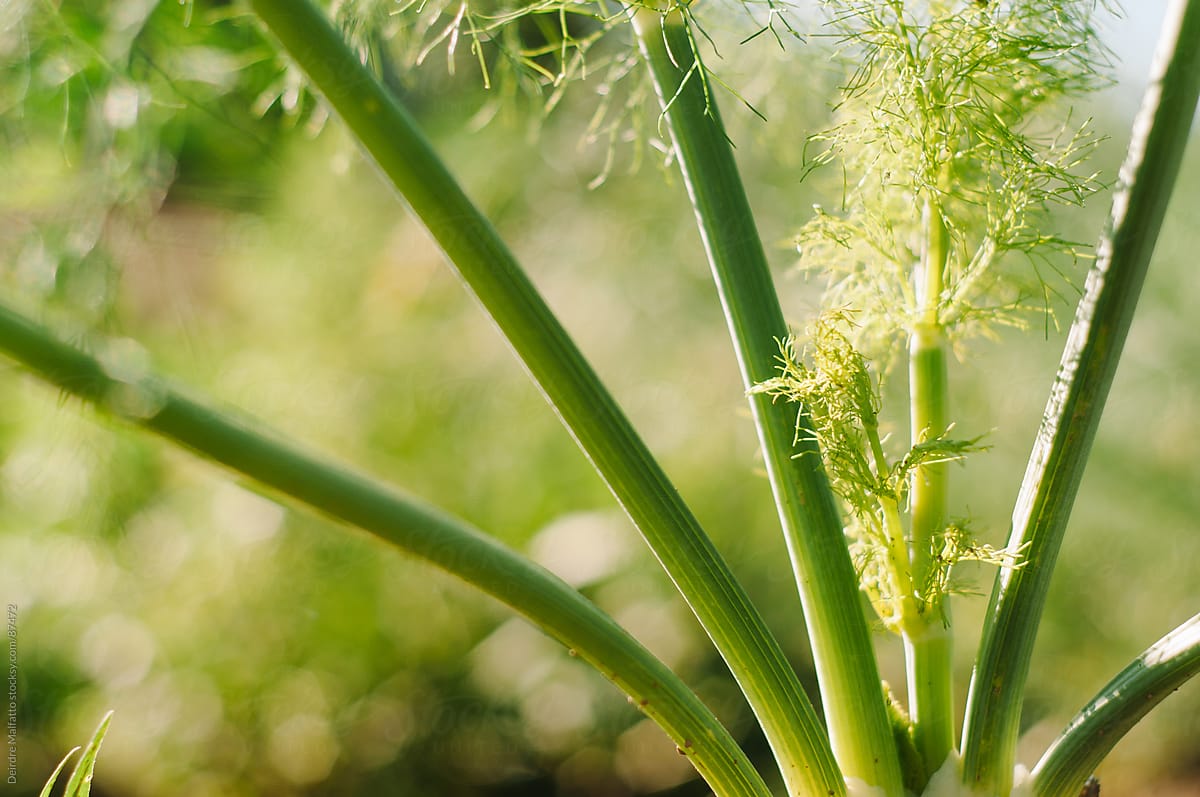 "Close-up Of Fennel, Growing" by Stocksy Contributor "Deirdre Malfatto ...