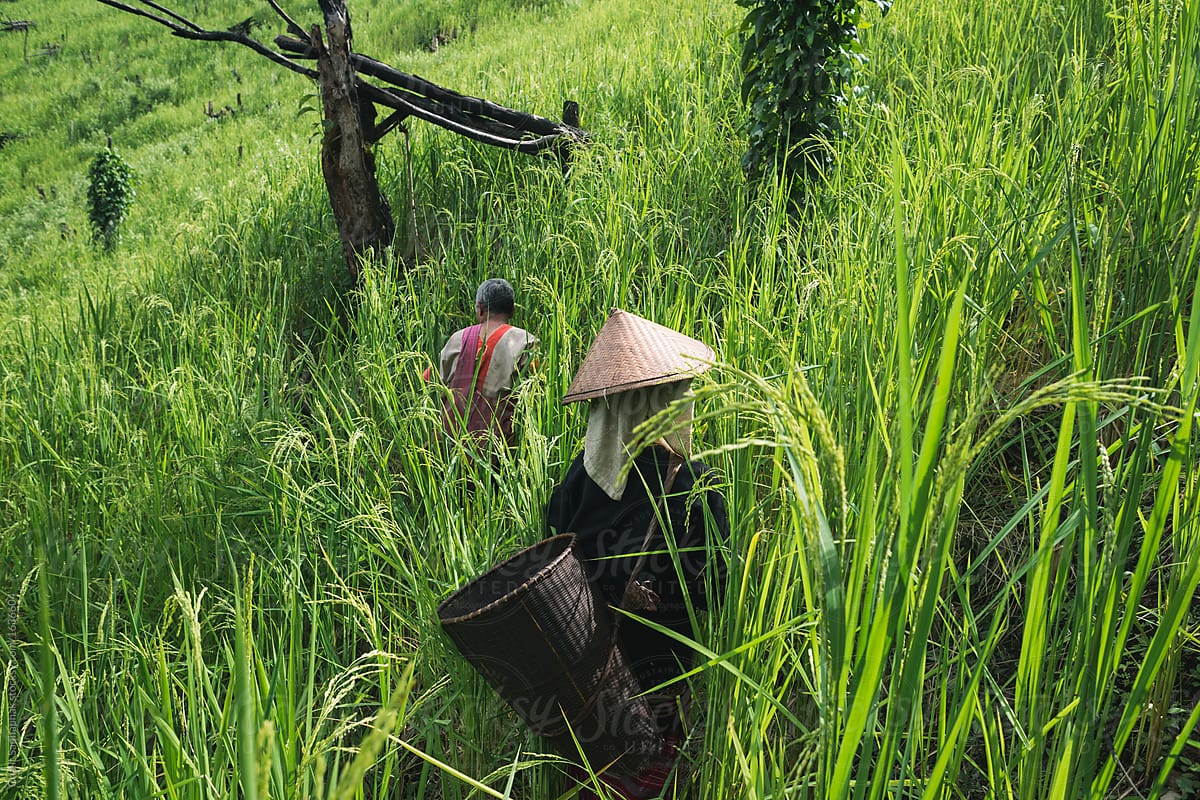 "Senior Karen Woman In Her Rotational Farming" by Stocksy Contributor ...