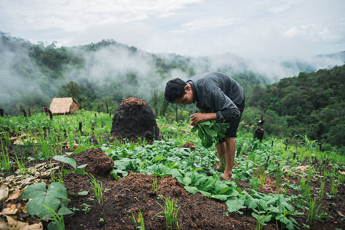 "Karen People In His Rotational Farming" by Stocksy Contributor "Chalit ...