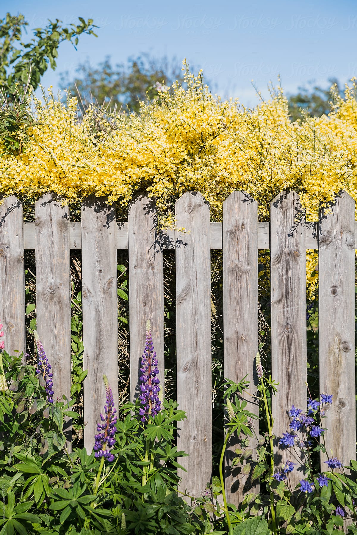 "Old Wooden Fence With Colourful Spring Flours Around It" by Stocksy ...