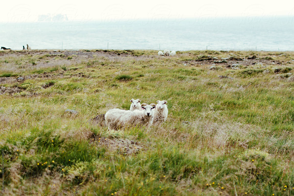 "Icelandic Sheep" by Stocksy Contributor "Taylor Kampa" - Stocksy