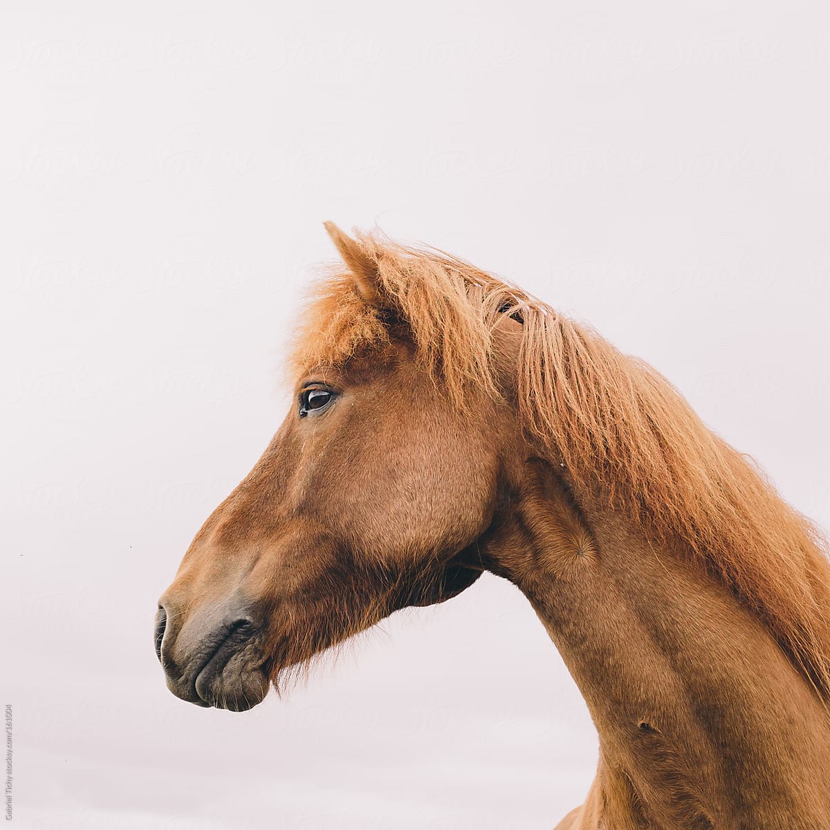 "Portrait Of A Horse" by Stocksy Contributor "Gabriel Tichy" - Stocksy