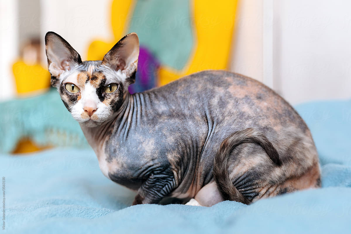 Cute Hairless Cat