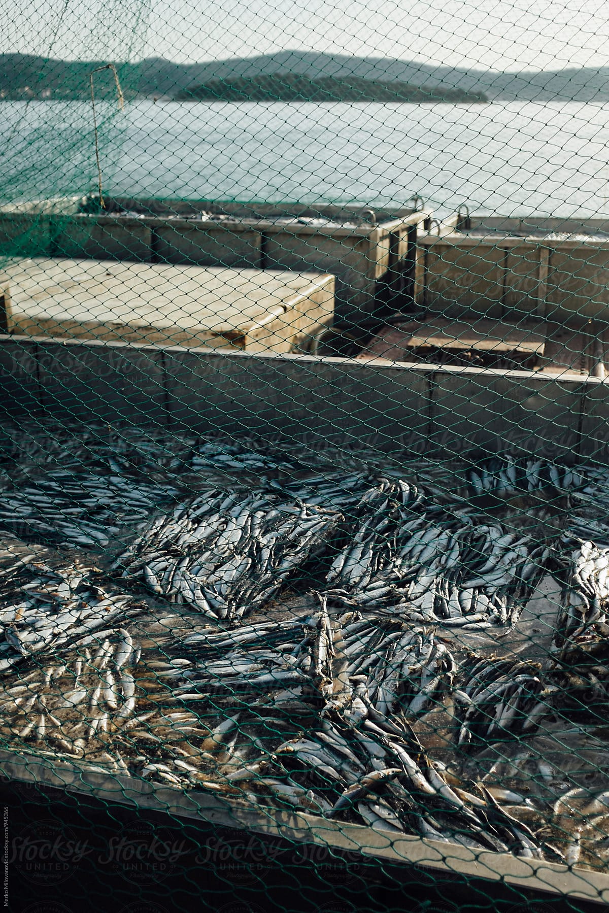 "Small Fishes Caught On Fish Boat" by Stocksy Contributor "Marko" - Stocksy